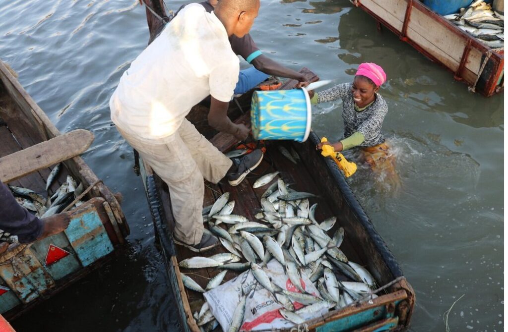 Pêche au Bénin : 1.622 tonnes d’aliments poisson subventionnés ...